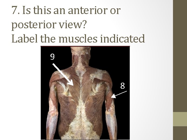 Muscle Joint Lab Practical 50 pts You may