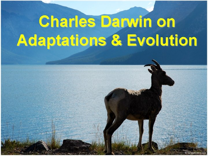 Charles Darwin on Adaptations Evolution Darwin observed Overproduction