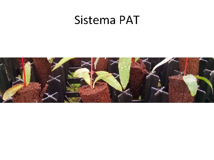 Sistema PAT Caractersticas Principales Excelente estructura y aireacin