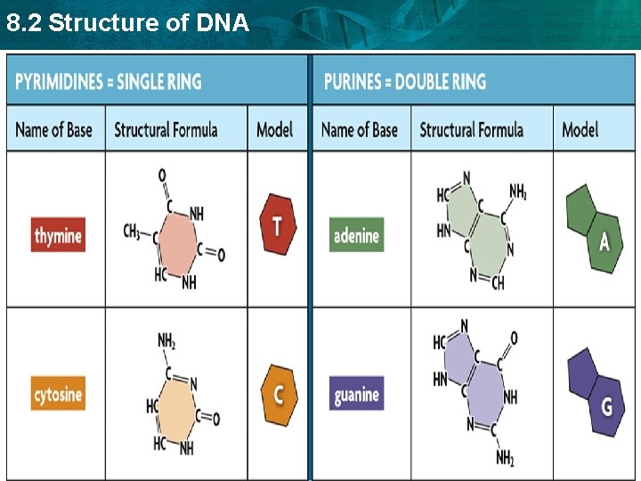 Intro to DNA 8 2 Structure of DNA