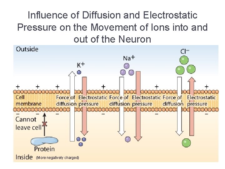 Chapter 4 Communication Within the Nervous System The