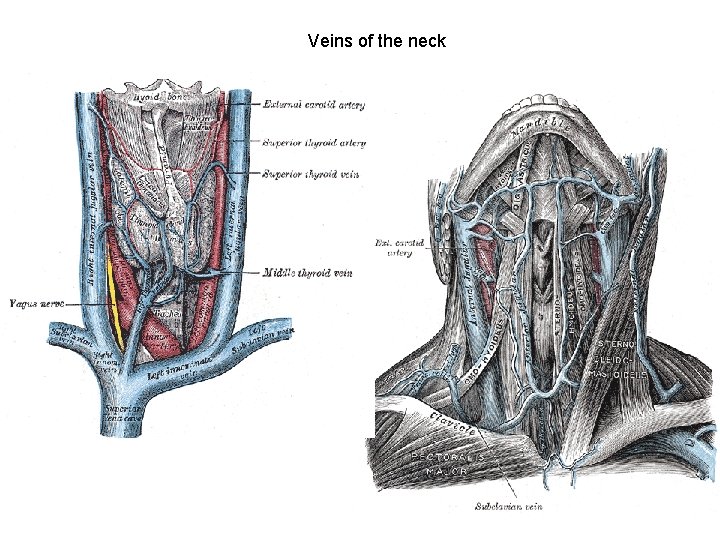 Blood vessels of the head and the neck