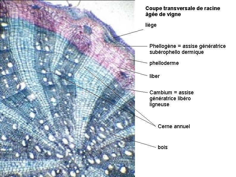 ANATOMIE VEGETALE Structure secondaire des racines Structure des