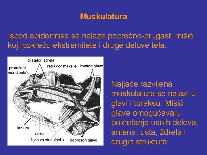 Anatomija insekata Unutranja graa tela insekata skoro da