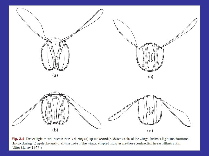 Anatomija insekata Unutranja graa tela insekata skoro da