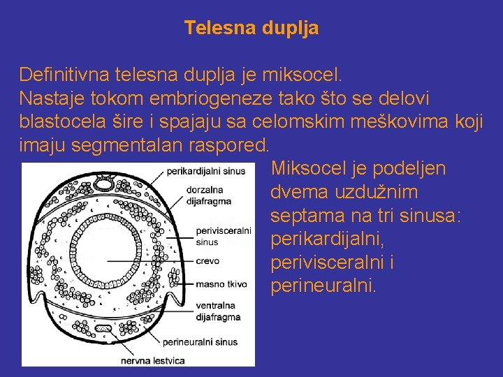 Anatomija insekata Unutranja graa tela insekata skoro da