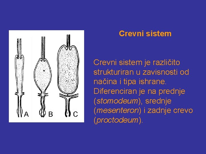 Anatomija insekata Unutranja graa tela insekata skoro da