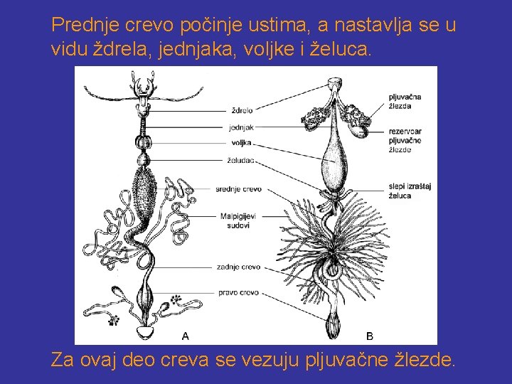 Anatomija insekata Unutranja graa tela insekata skoro da