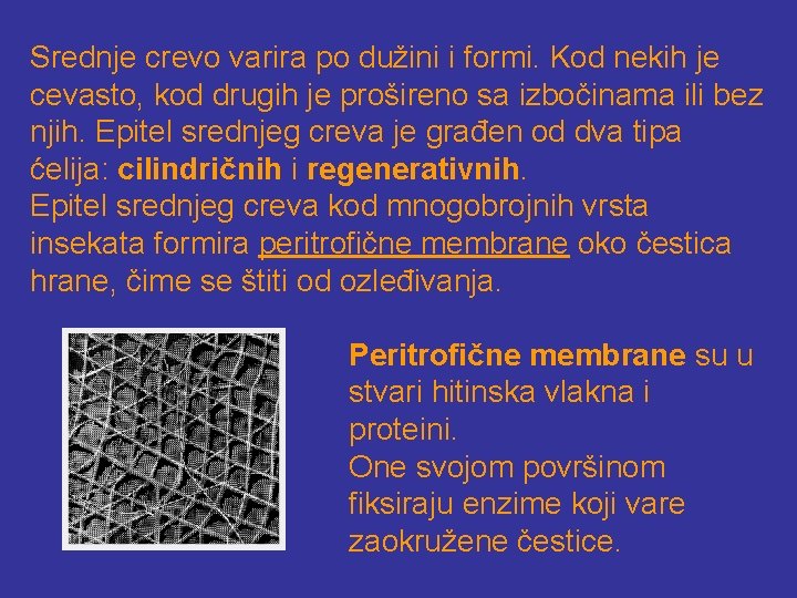 Anatomija insekata Unutranja graa tela insekata skoro da