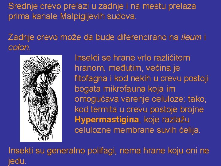 Anatomija insekata Unutranja graa tela insekata skoro da