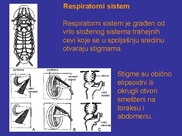 Anatomija insekata Unutranja graa tela insekata skoro da