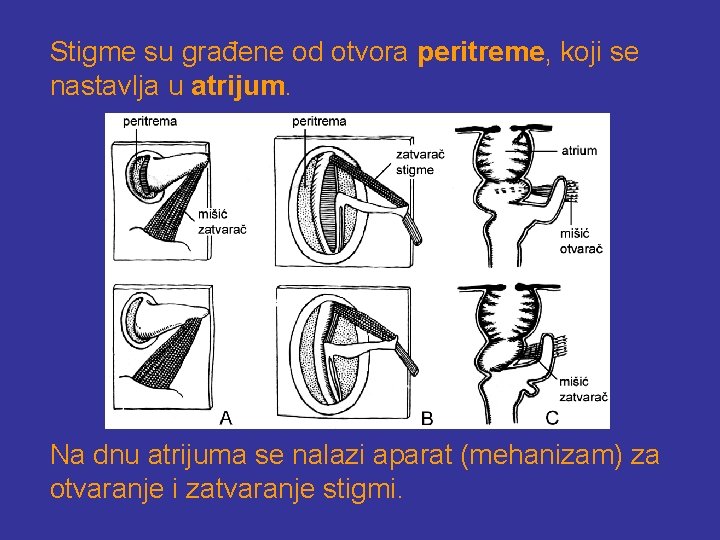 Anatomija insekata Unutranja graa tela insekata skoro da