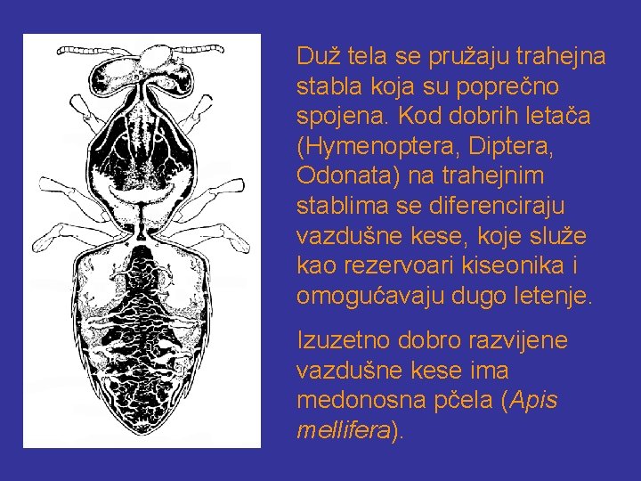 Anatomija insekata Unutranja graa tela insekata skoro da