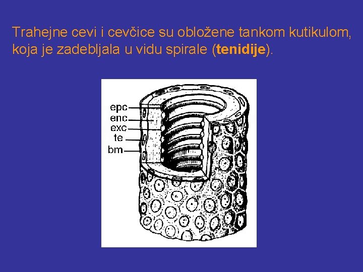 Anatomija insekata Unutranja graa tela insekata skoro da