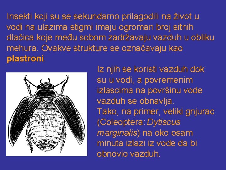 Anatomija insekata Unutranja graa tela insekata skoro da