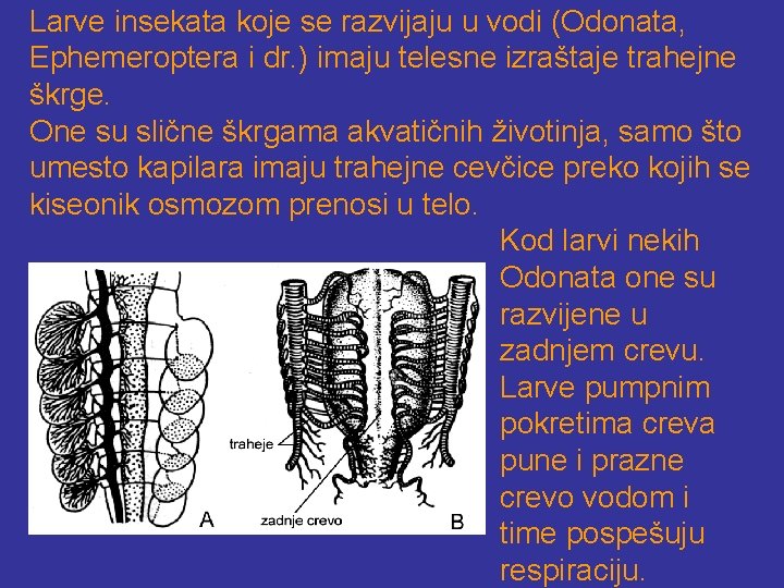 Anatomija insekata Unutranja graa tela insekata skoro da