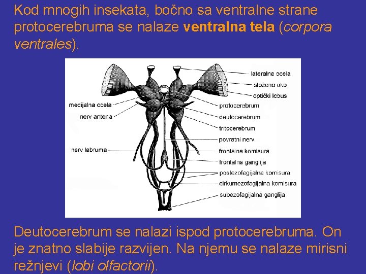 Anatomija insekata Unutranja graa tela insekata skoro da