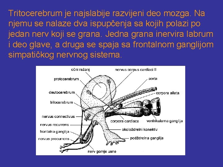 Anatomija insekata Unutranja graa tela insekata skoro da