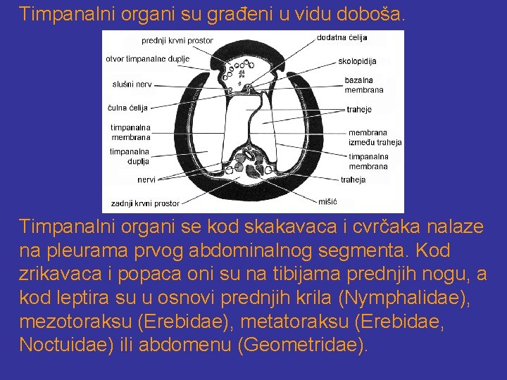 Anatomija insekata Unutranja graa tela insekata skoro da