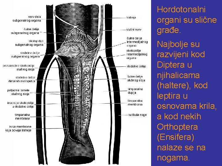 Anatomija insekata Unutranja graa tela insekata skoro da