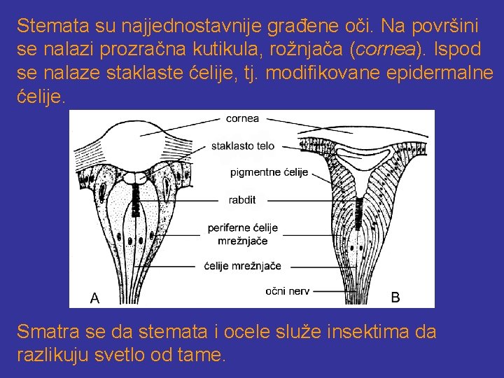 Anatomija insekata Unutranja graa tela insekata skoro da