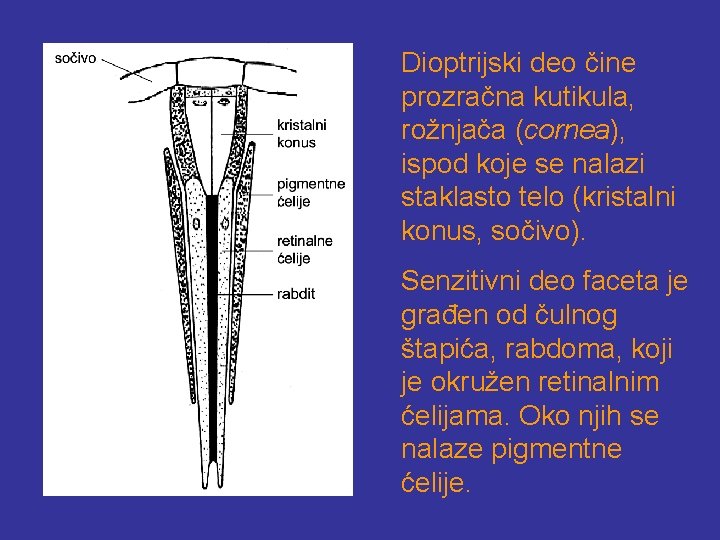 Anatomija insekata Unutranja graa tela insekata skoro da