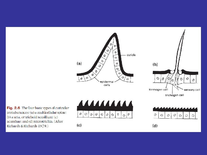 Anatomija insekata Unutranja graa tela insekata skoro da
