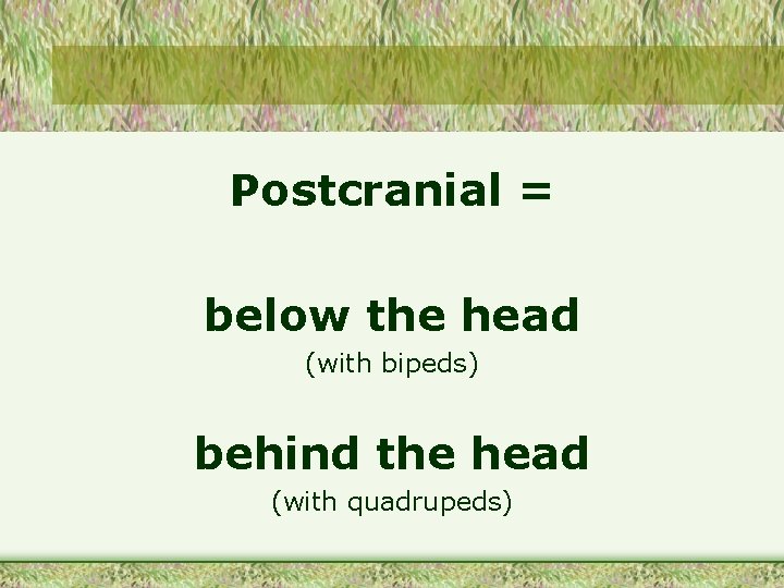 Class Slides Set 15 A Bipedalism LegsFeet and