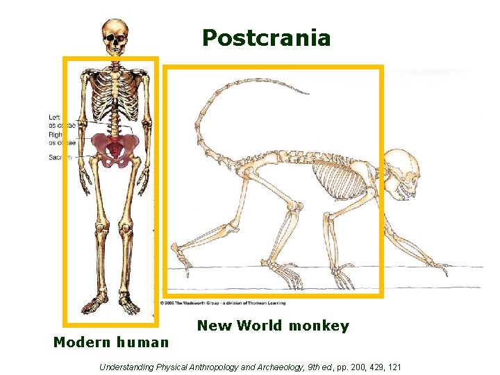Class Slides Set 15 A Bipedalism LegsFeet and