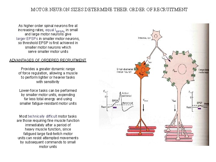 LECTURE 13 MUSCLE CONTRACTION MOTOR UNITS REQUIRED READING