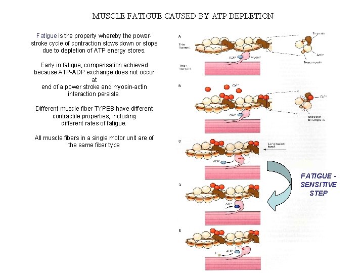 LECTURE 13 MUSCLE CONTRACTION MOTOR UNITS REQUIRED READING