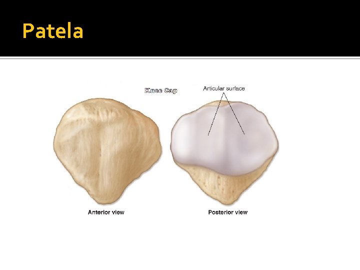 Membro Inferior Sistema Esqueltico Funo Sustentao do peso