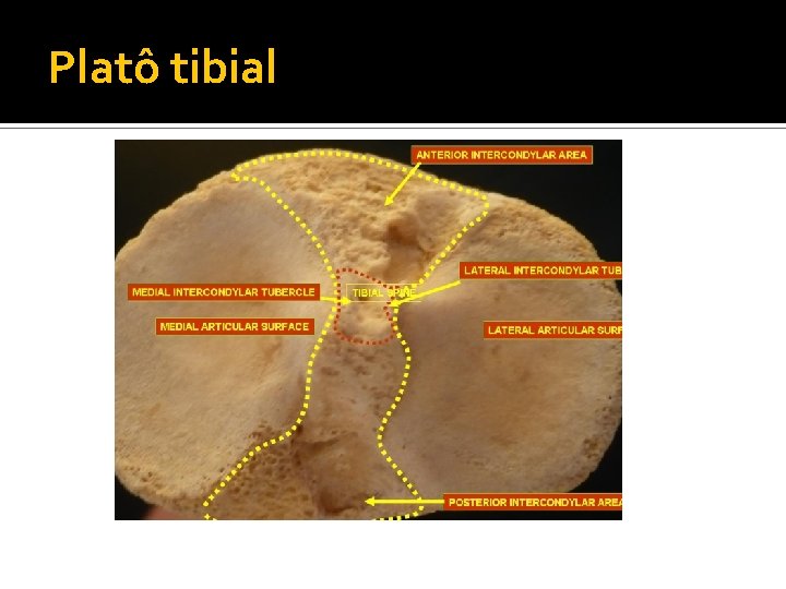 Membro Inferior Sistema Esqueltico Funo Sustentao do peso