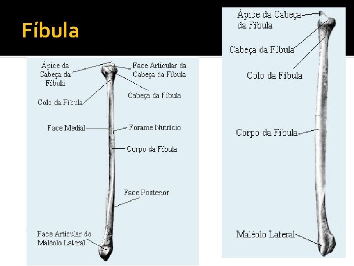 Membro Inferior Sistema Esqueltico Funo Sustentao do peso