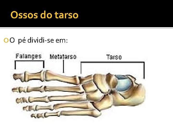 Membro Inferior Sistema Esqueltico Funo Sustentao do peso
