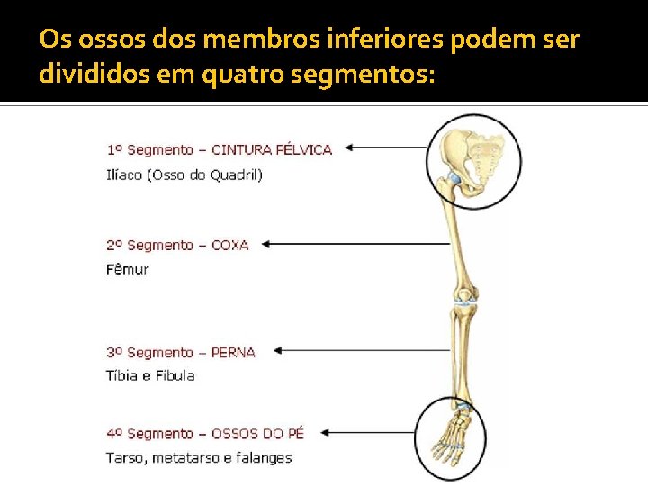 Membro Inferior Sistema Esqueltico Funo Sustentao do peso