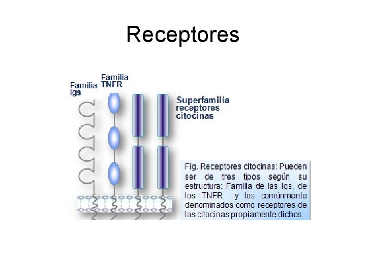 Citocinas y Quimiocinas Definicin Productos secretados por las