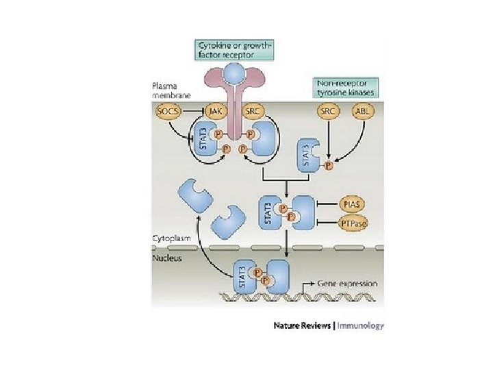 Citocinas y Quimiocinas Definicin Productos secretados por las