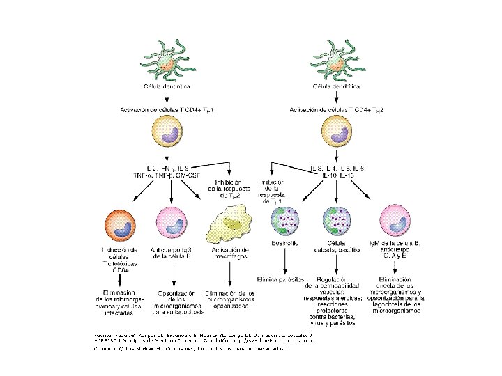 Citocinas y Quimiocinas Definicin Productos secretados por las