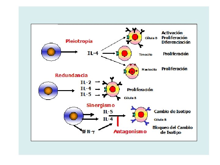 Citocinas y Quimiocinas Definicin Productos secretados por las