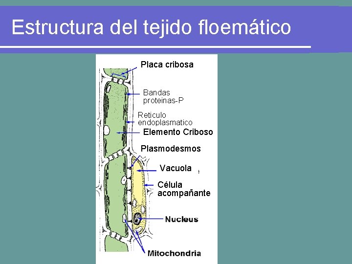 TRANSPORTE DE SUSTANCIAS POR EL FLOEMA UNIVERSIDAD CENTROCCIDENTAL