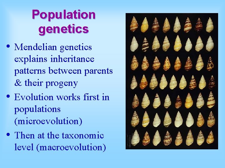 The Modern Synthesis Populations are the units of