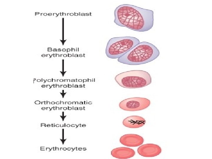Learning Objectives of todays Revise Erythropoiesis Regulation of