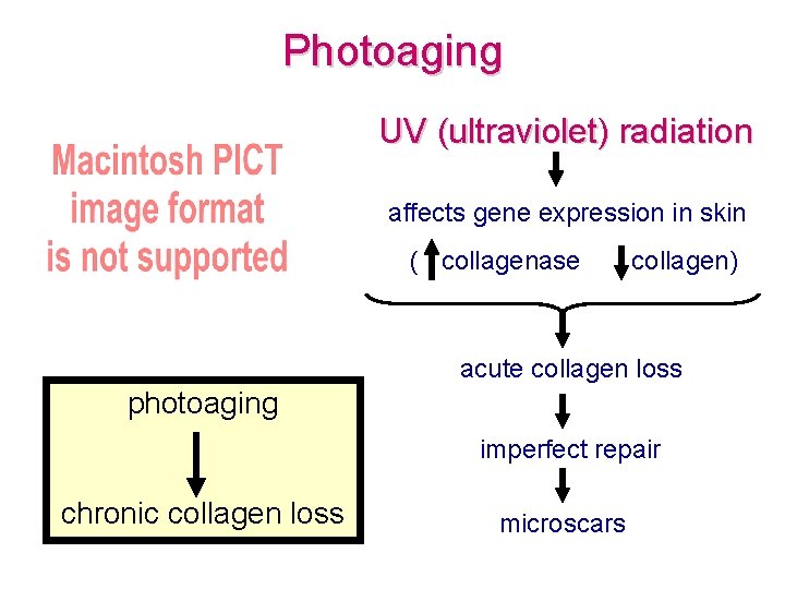 Aging skin Vitamin A retinoids Major Functions of