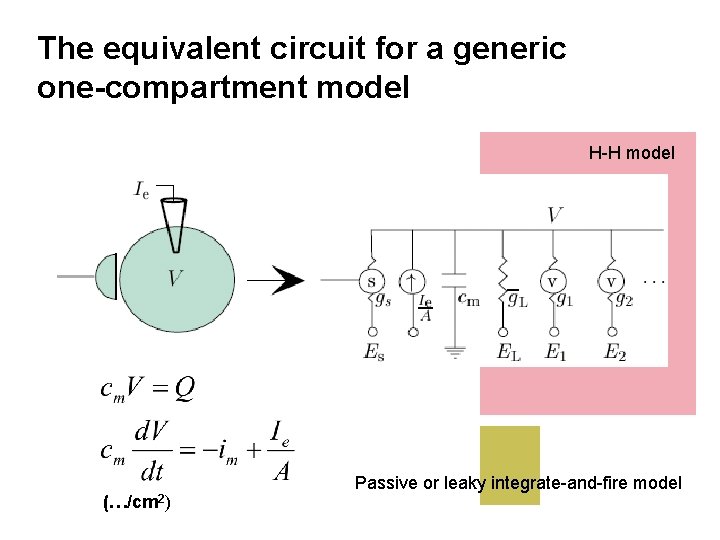 LECTURE 3 Single Neuron Models 1 I Overview