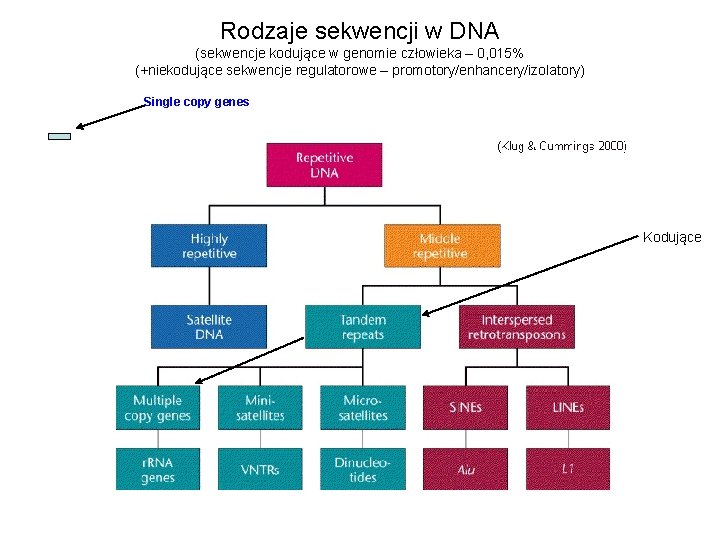 RNA i transkrypcja u eukariontw Rodzaje sekwencji w