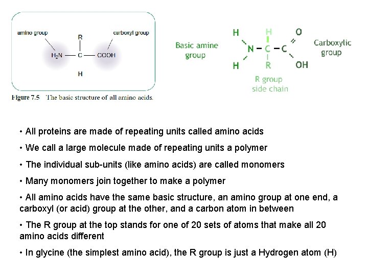 The Structure of Proteins describe with the aid
