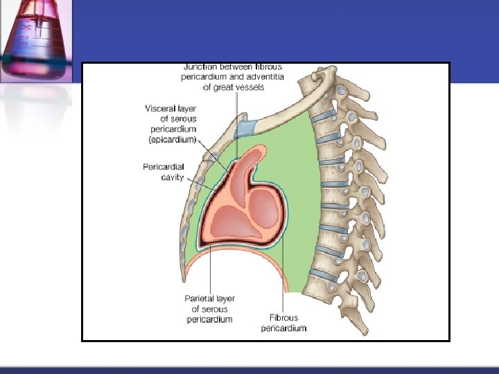 Serous fluid 2 By Dr Mohammed Shaat Anatomy