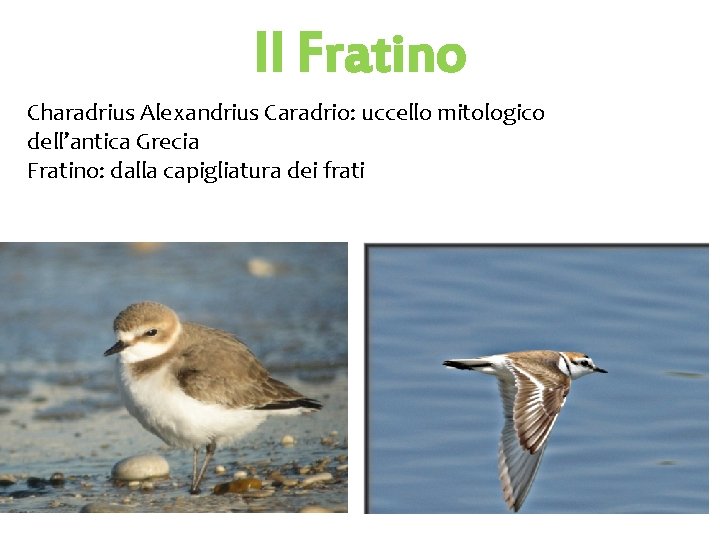 Il Fratino Charadrius Alexandrius Caradrio uccello mitologico dellantica