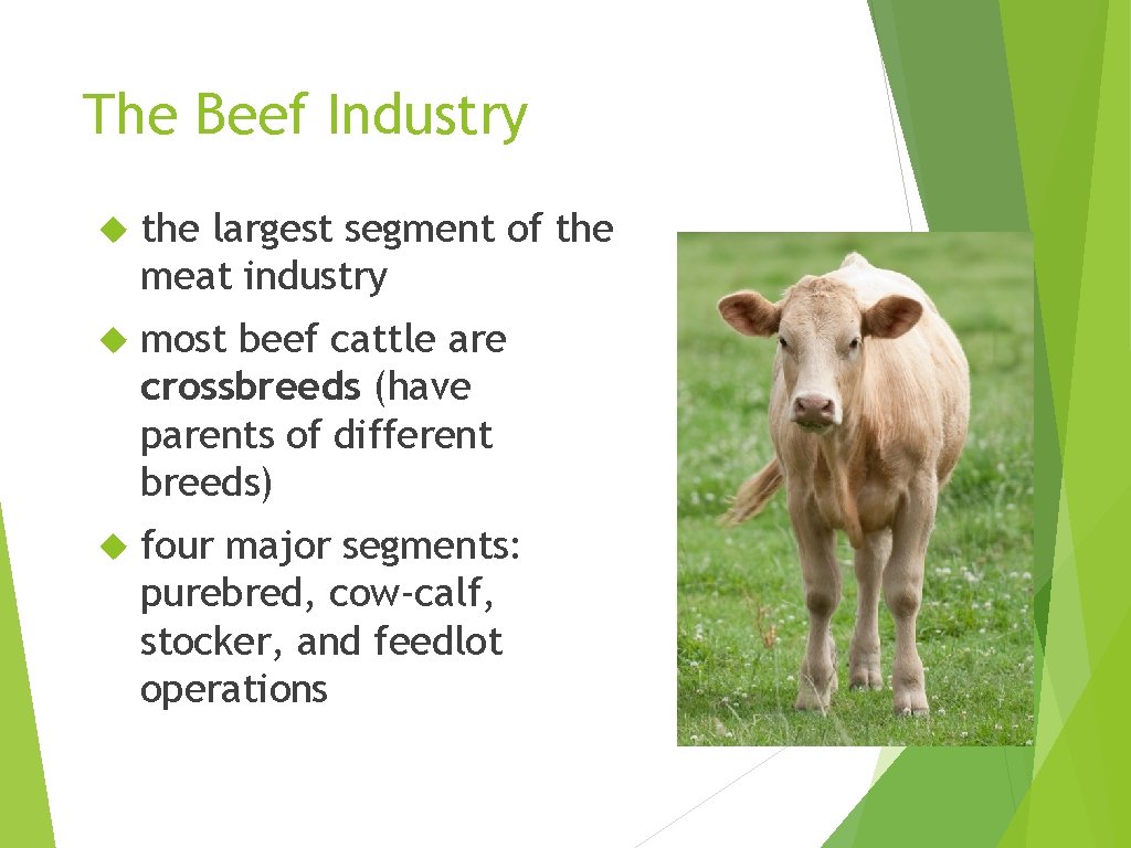 The Livestock Industry An Introduction to the Animal